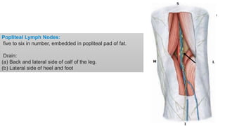 Popliteal fossa & back of thigh | PPTX