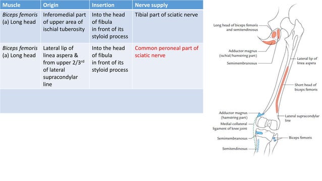 Popliteal fossa & back of thigh | PPTX | Death, Injury, or Military ...