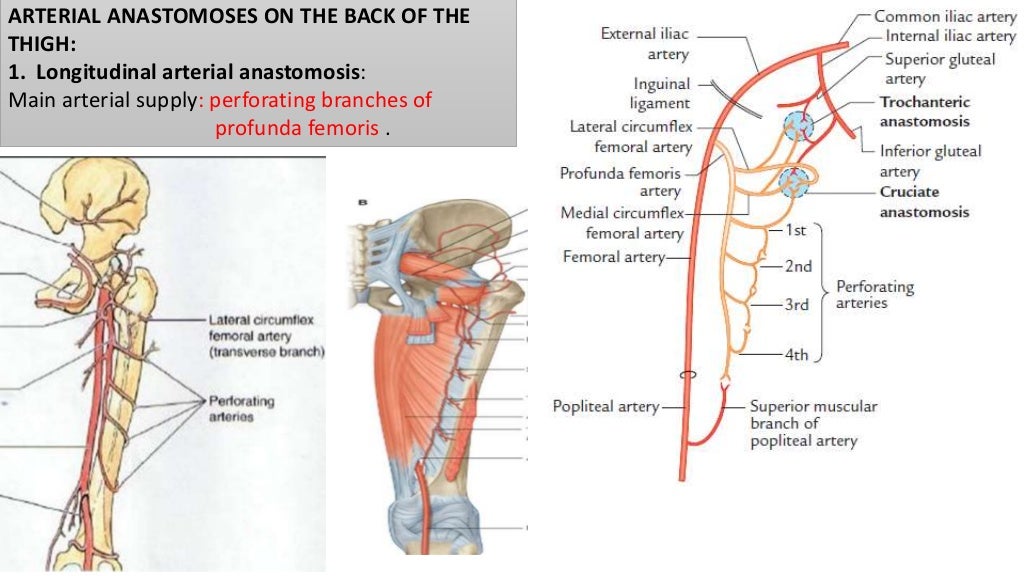 Popliteal Fossa