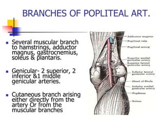 ANATOMY AND APPLIED ASPECTS OF POPLITEAL FOSSA FINAL.ppt