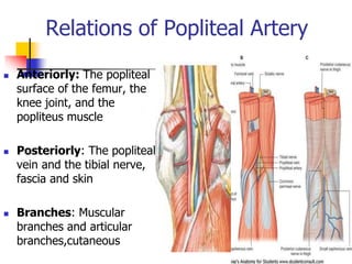 ANATOMY AND APPLIED ASPECTS OF POPLITEAL FOSSA FINAL.ppt