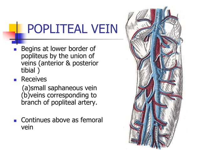 ANATOMY AND APPLIED ASPECTS OF POPLITEAL FOSSA FINAL.ppt | Death ...