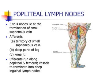 ANATOMY AND APPLIED ASPECTS OF POPLITEAL FOSSA FINAL.ppt