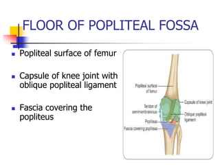 ANATOMY AND APPLIED ASPECTS OF POPLITEAL FOSSA FINAL.ppt