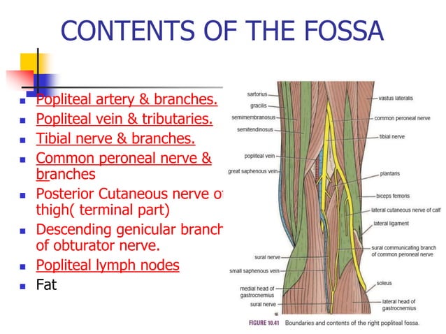 ANATOMY AND APPLIED ASPECTS OF POPLITEAL FOSSA FINAL.ppt | Death ...