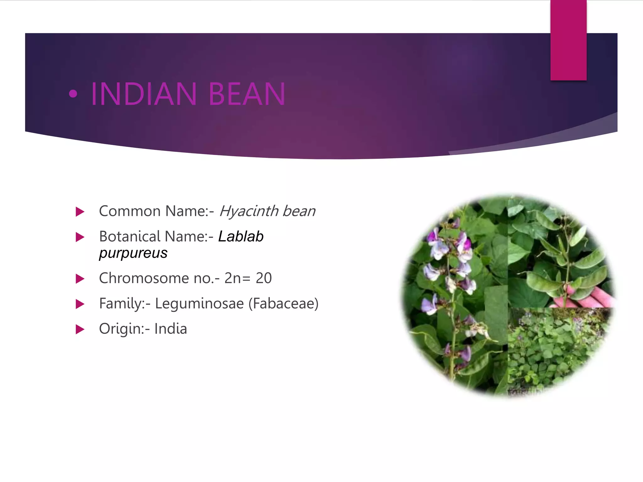 pop of indian bean.pptx