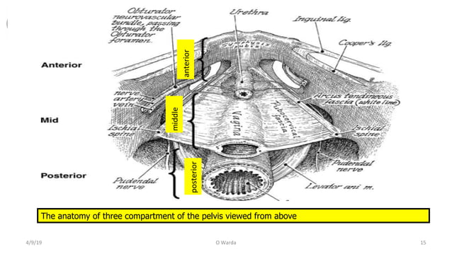 Pop (post graduate). prof. osama warda | PDF | Reproductive Health | Diseases and Conditions