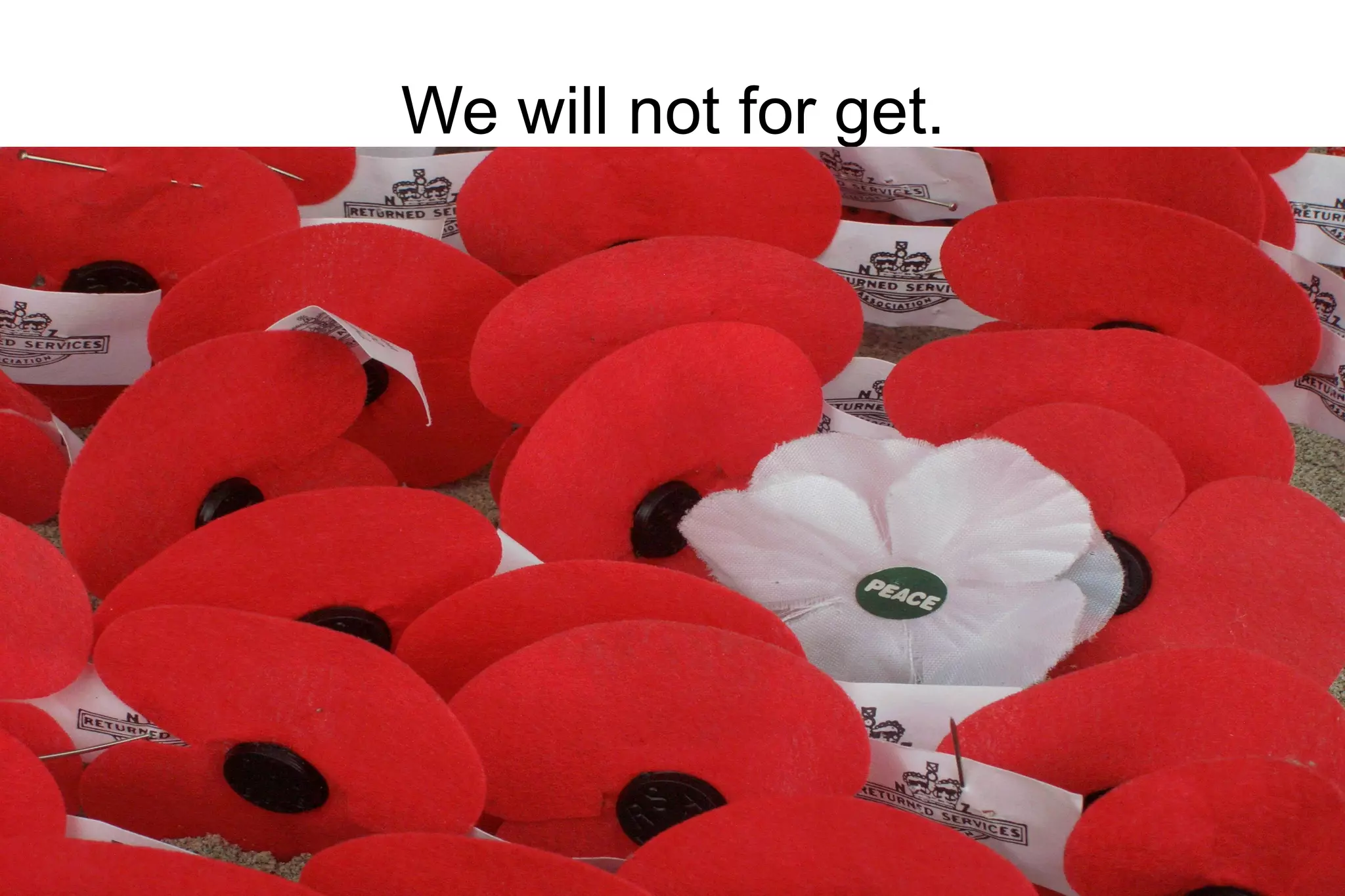 Poppy | ODP
