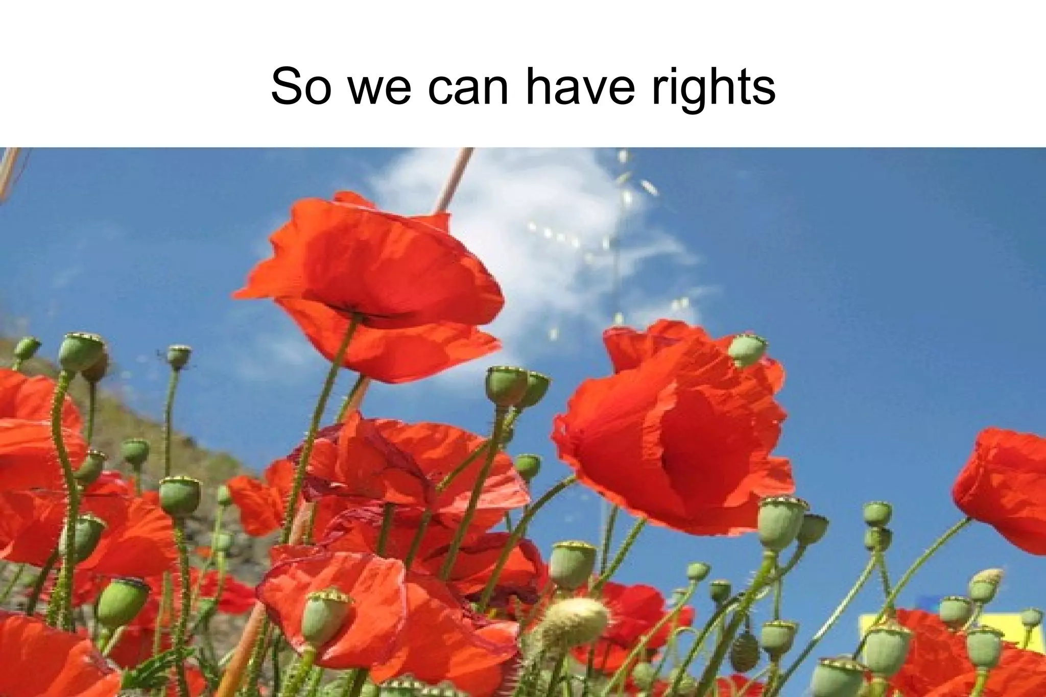 Poppy | ODP