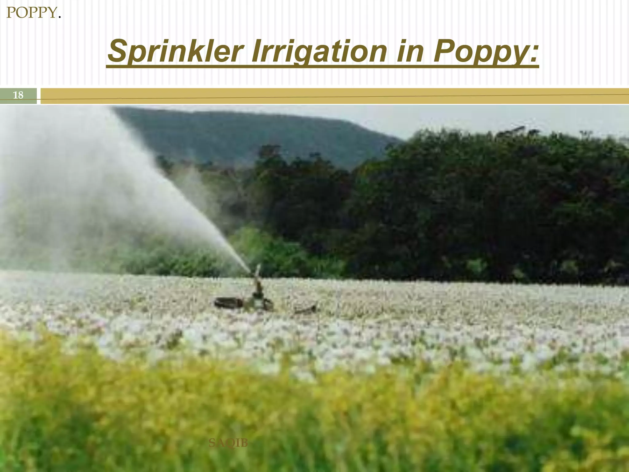 Production Technology of Poppy | PPTX