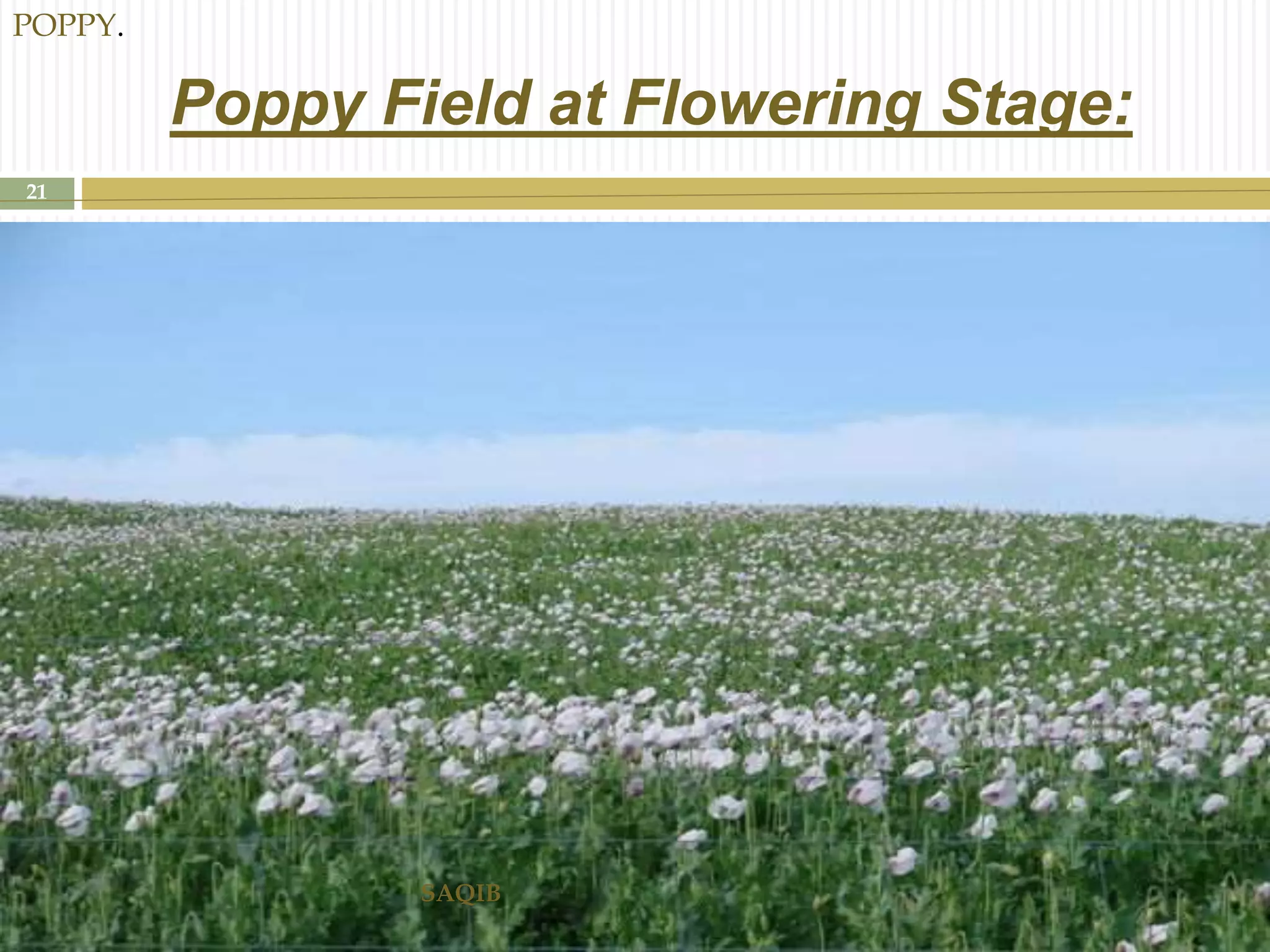 Production Technology of Poppy | PPTX