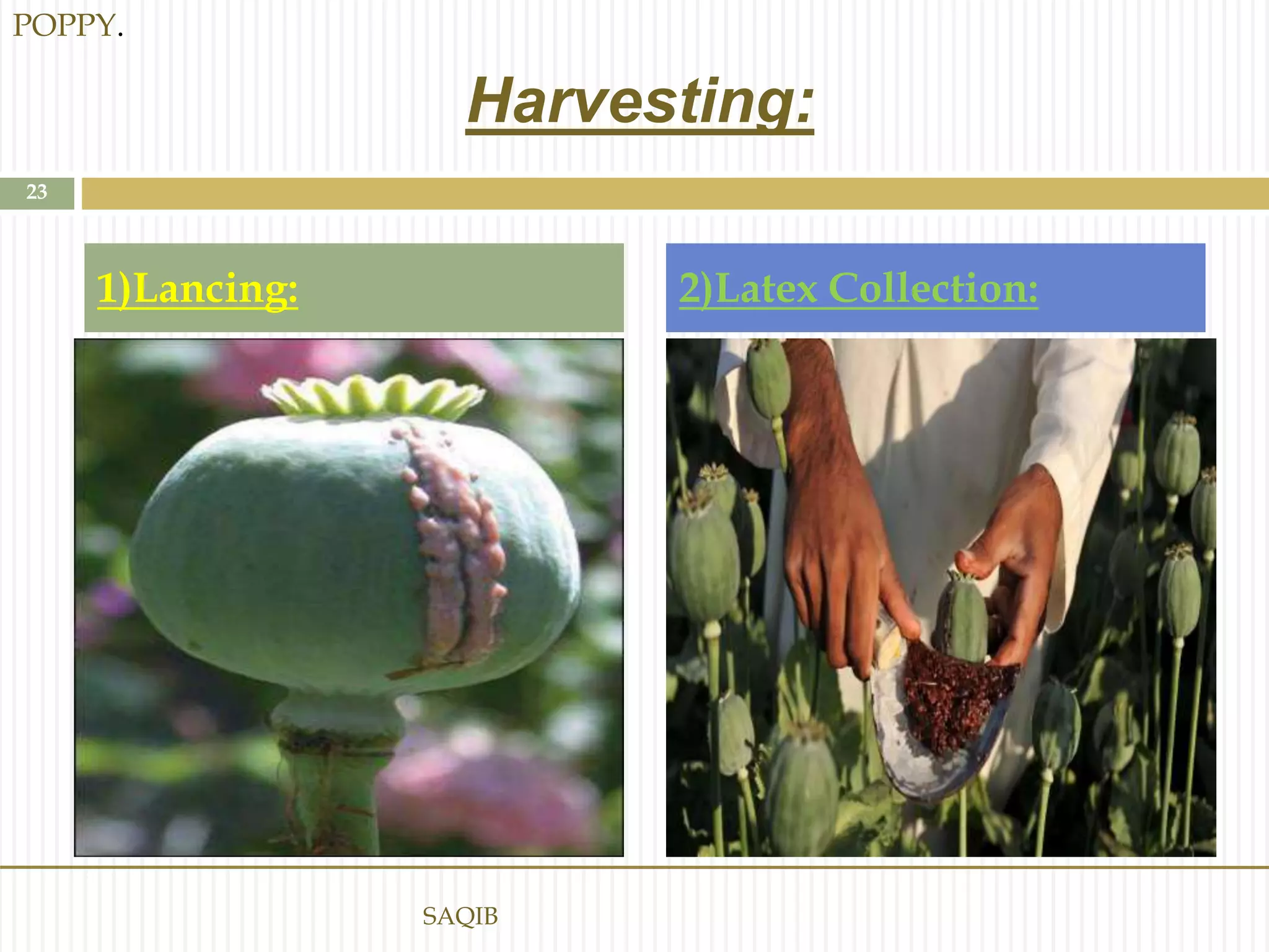 Production Technology of Poppy | PPTX