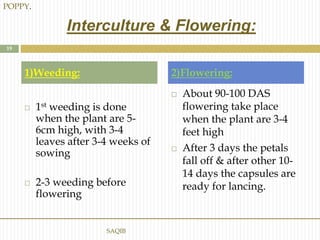 Production Technology of Poppy | PPTX