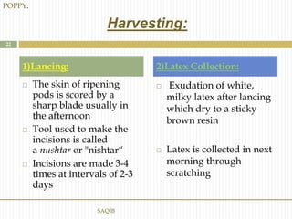 Production Technology of Poppy | PPTX