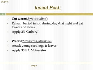 Production Technology of Poppy | PPTX