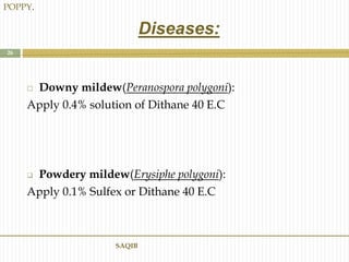 Production Technology of Poppy | PPTX