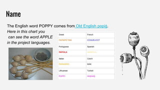 Poppy seed | PPTX
