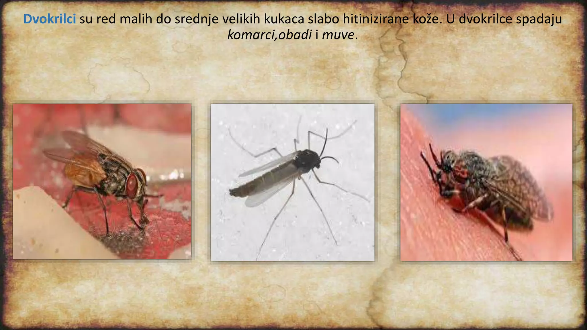 Insekti | PPTX