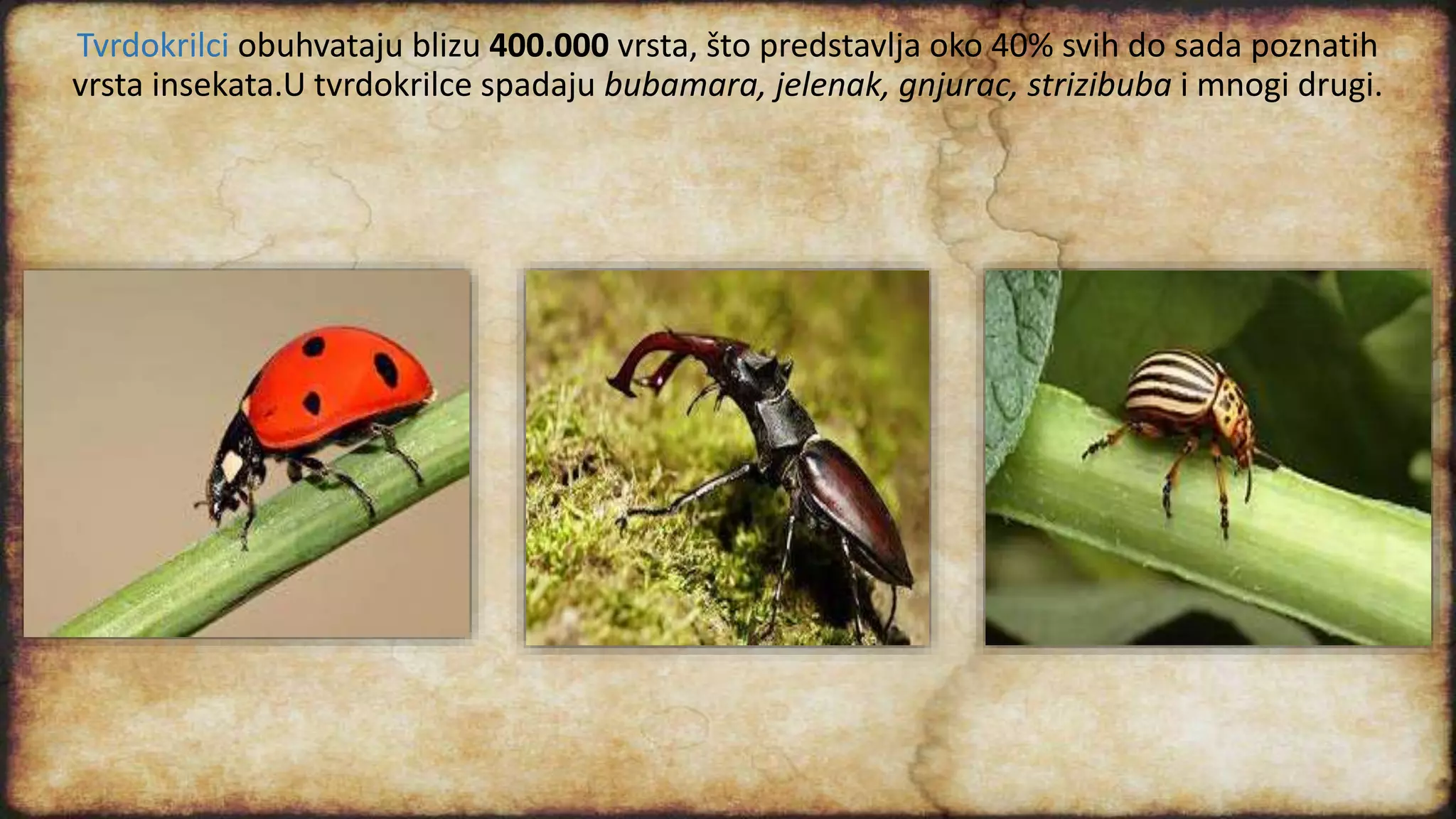 Insekti | PPTX