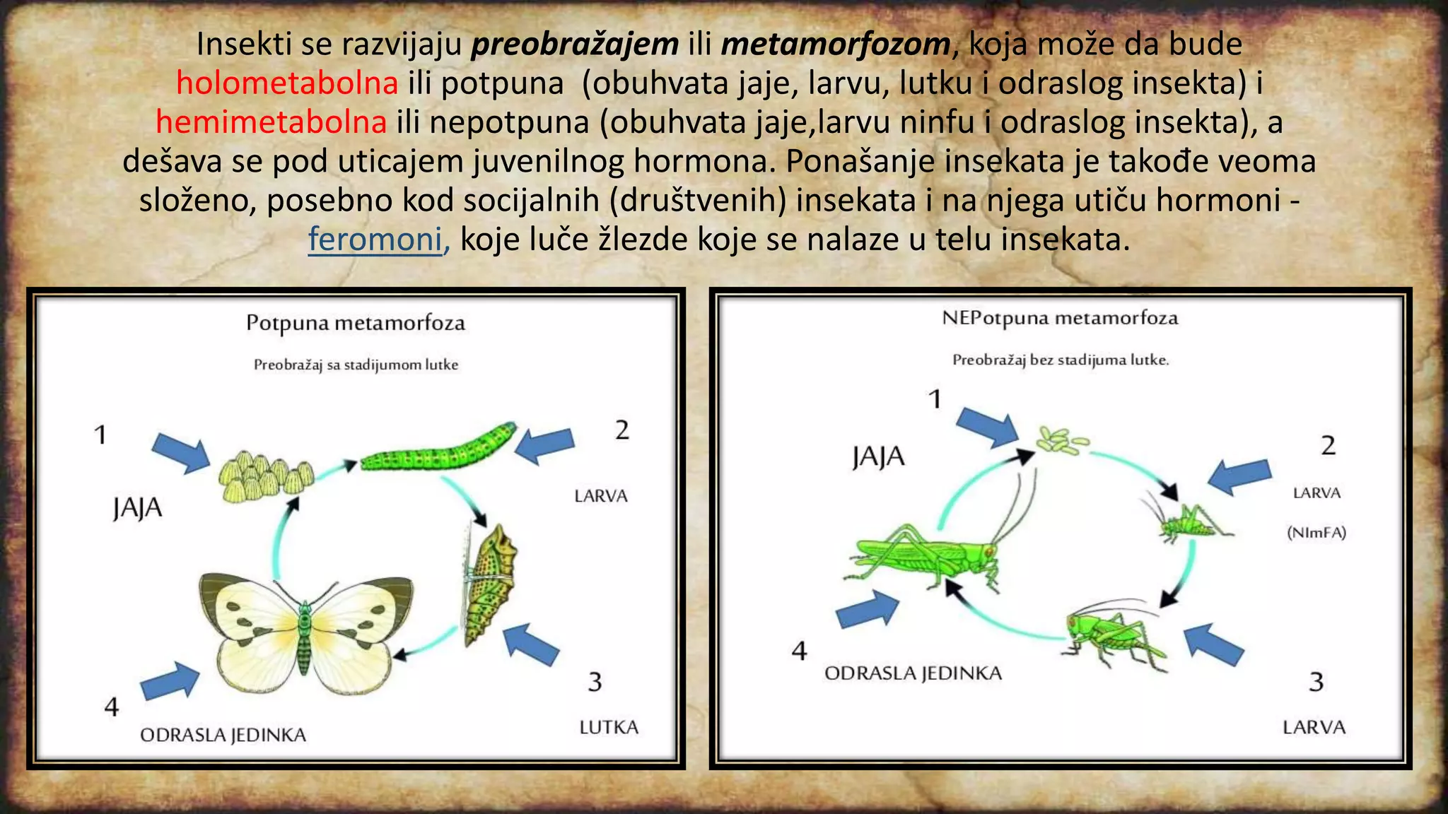 Insekti | PPTX