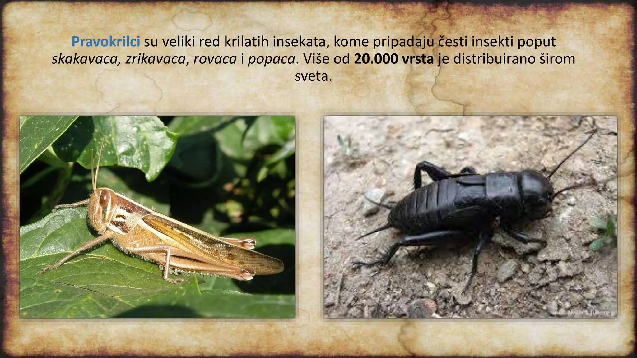 Insekti | PPTX