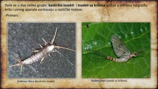 Insekti | PPTX