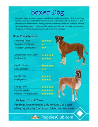 Most Popular Dog Breeds Characteristics | PDF