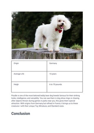 Popular 18 Teddy Bear Dog Breeds. breed barkspdf | PDF