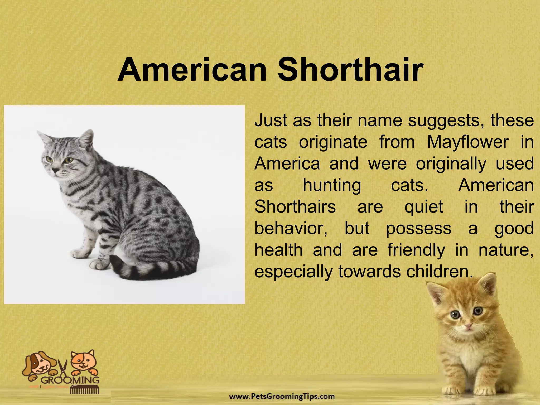 Popular Breeds of cats | PPT