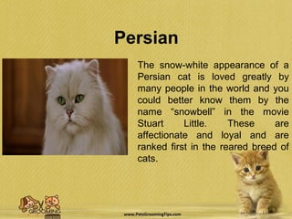 Stuart Little Snowbell Breed
