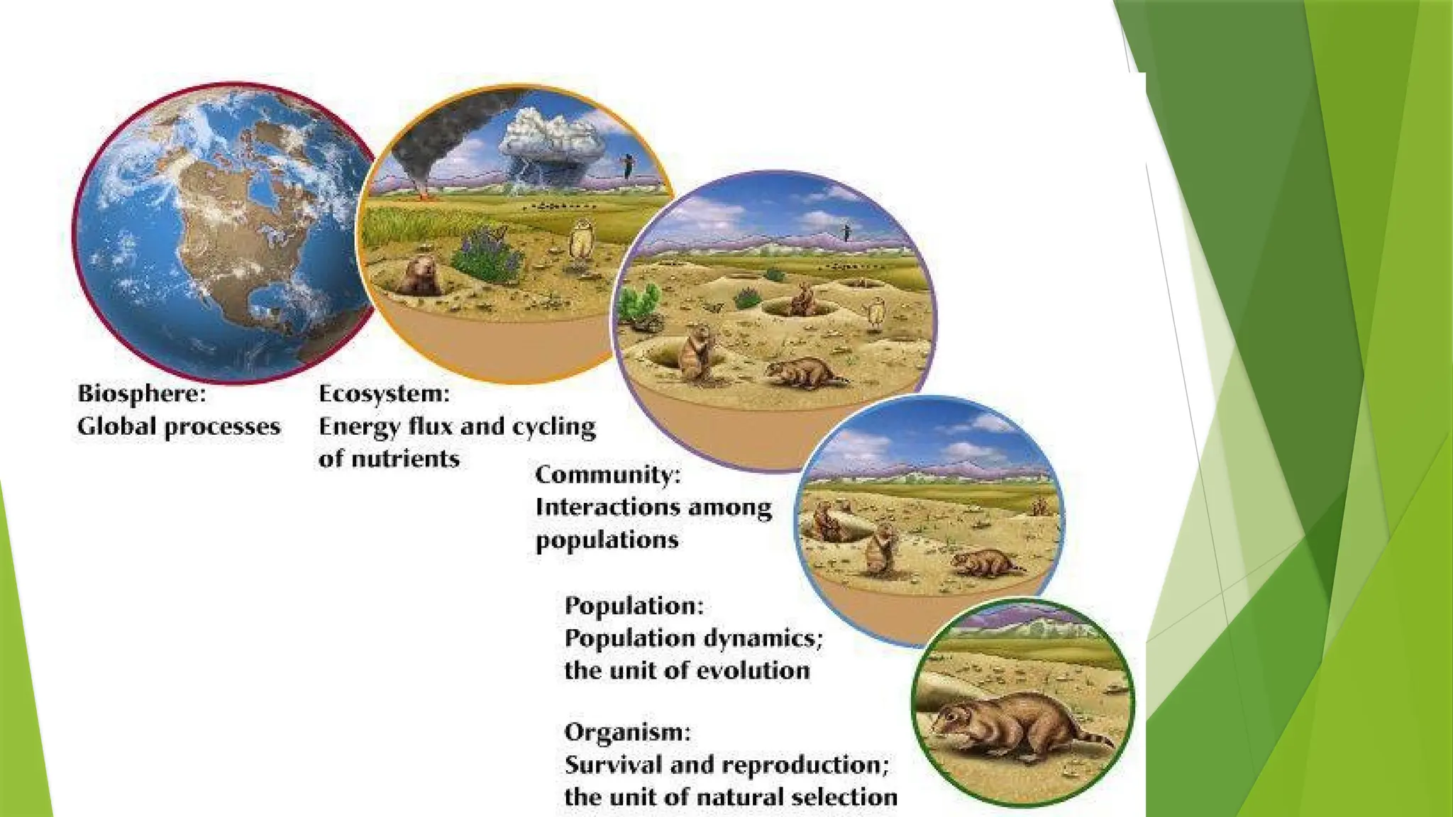 POPULATION-DYNAMIC.pptx12345030293929292929 | PPT