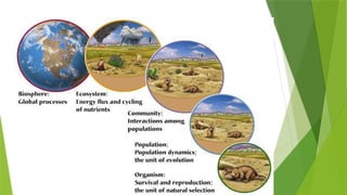 POPULATION-DYNAMIC.pptx12345030293929292929 | PPT