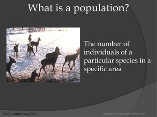 dinamika populasi fitoplankton dan population di perairan | PPTX