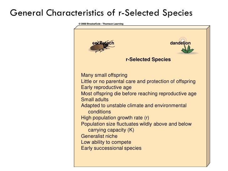 Elephants K Selected Species