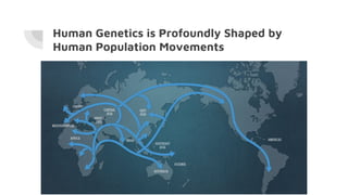 Population and evolutionary genetics 1 | PDF