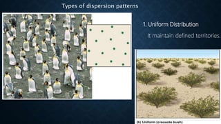 Population dynamics | PPTX