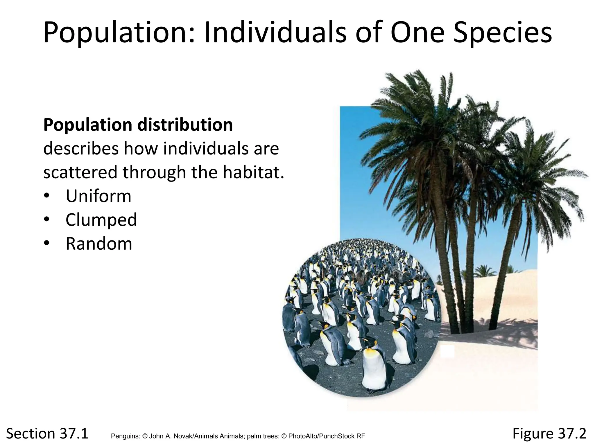 Population Dynamics Stdppt
