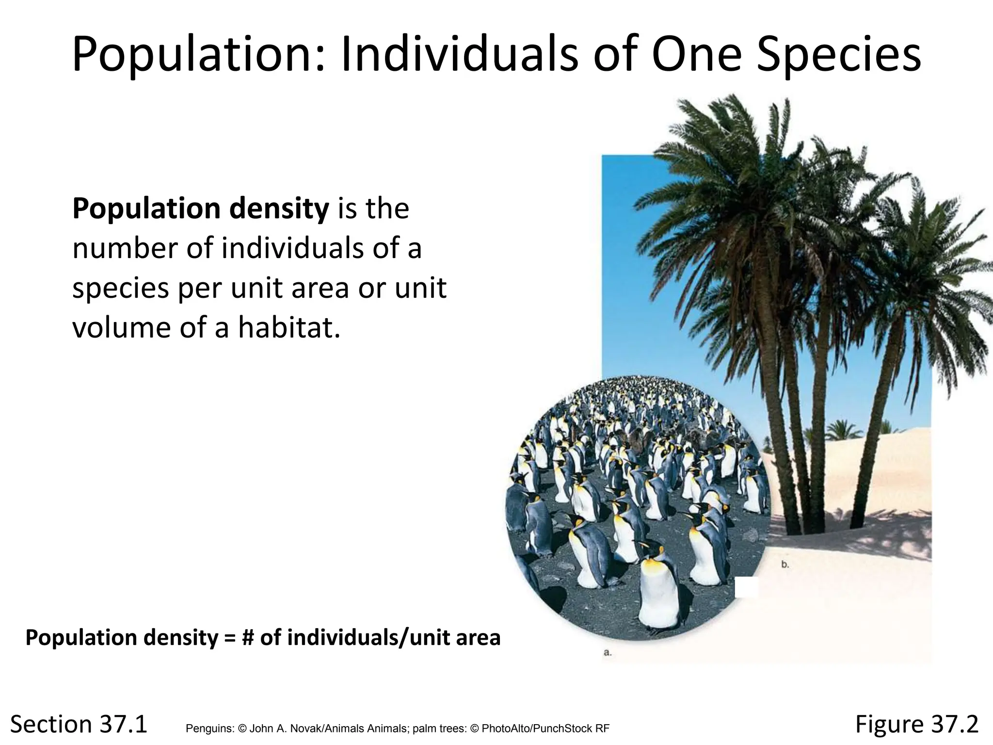 Population Dynamics Stdppt