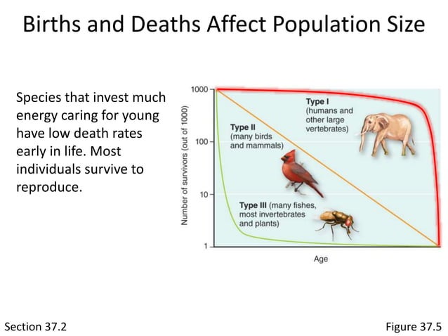 Population Dynamics - std.ppt