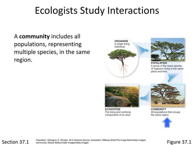 Population Dynamics - std.ppt