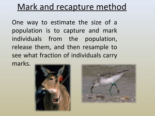 Population ecology | PPT