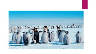 Population ecology grade 11 (life-sciences) | PPTX