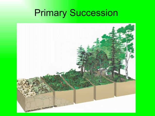 Population Ecology, Succession | PPT