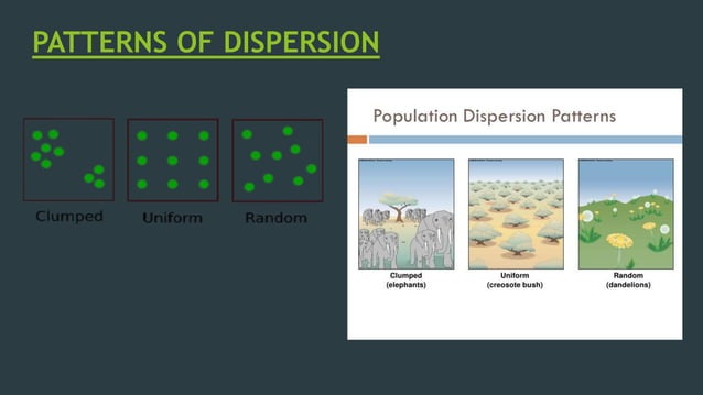 Population Ecology Grade 11 Part 1 | PPTX