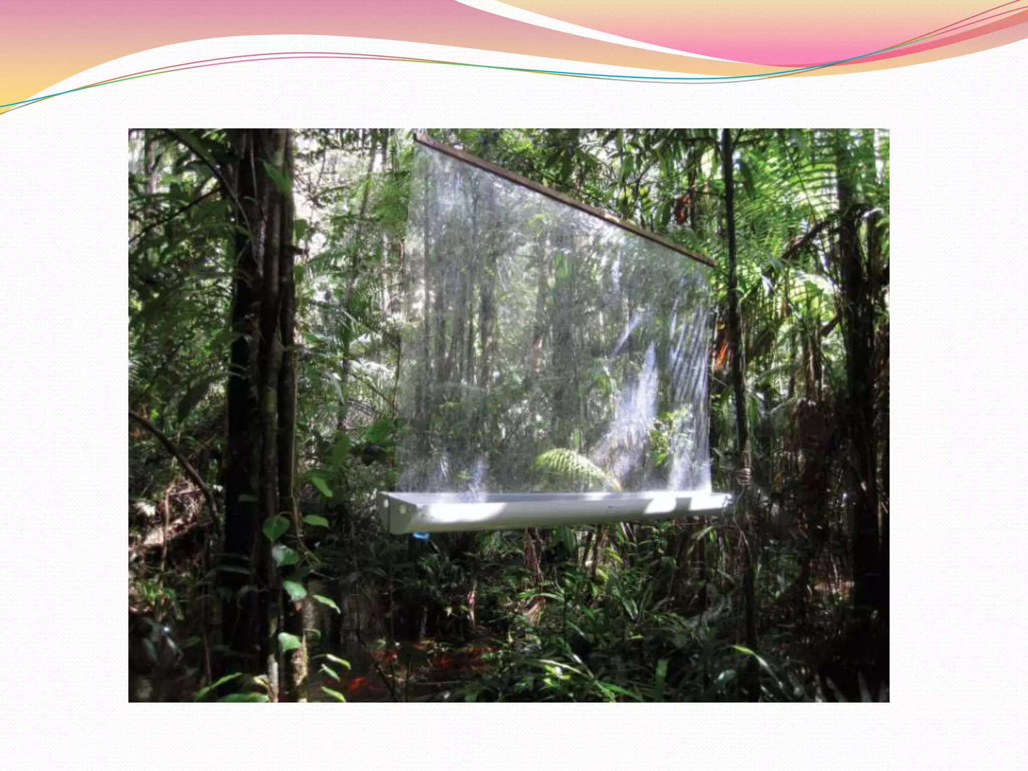 Population Estimation Methods of Insects by M.Salman | PPTX