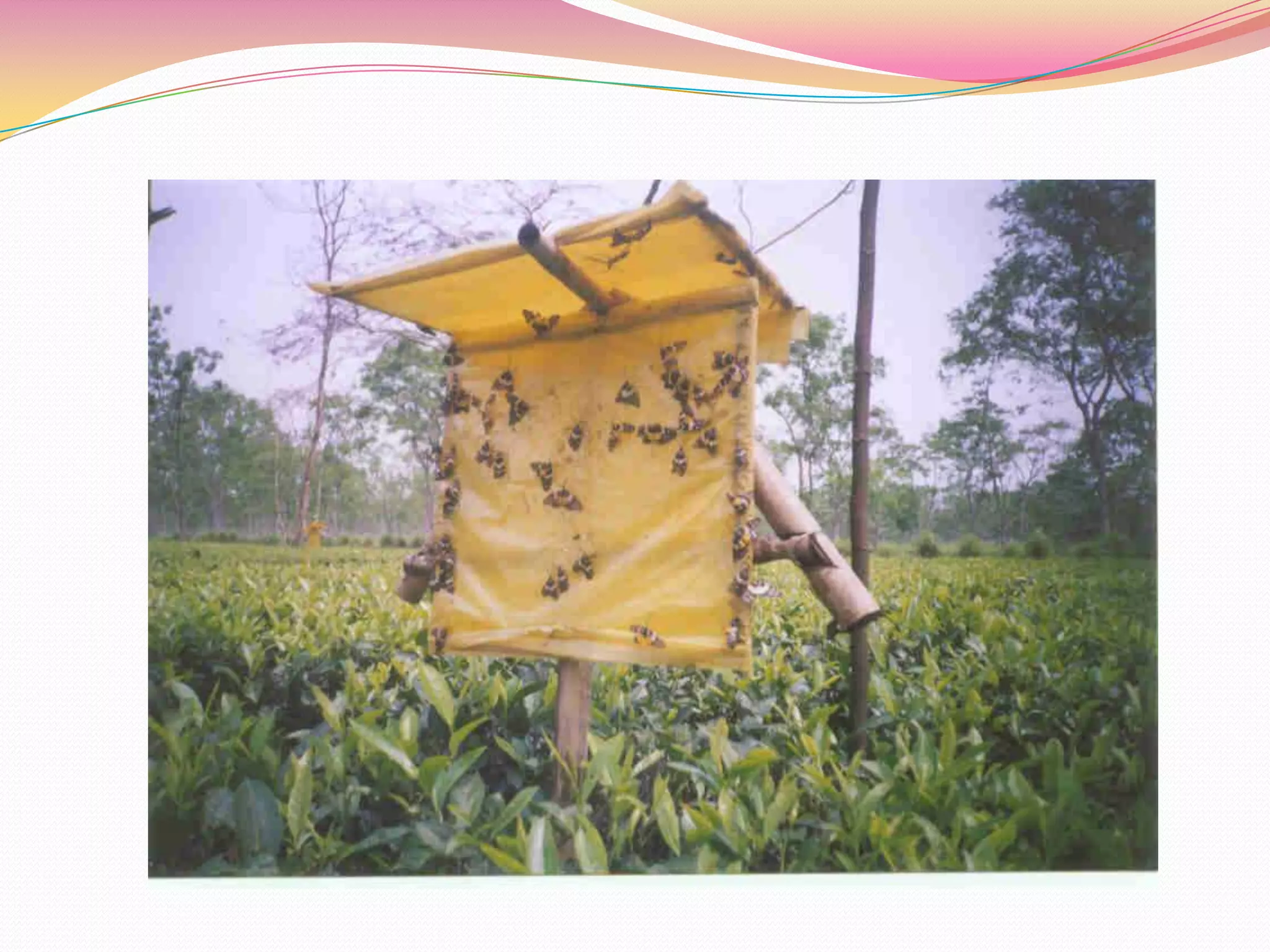 Population Estimation Methods of Insects by M.Salman | PPTX