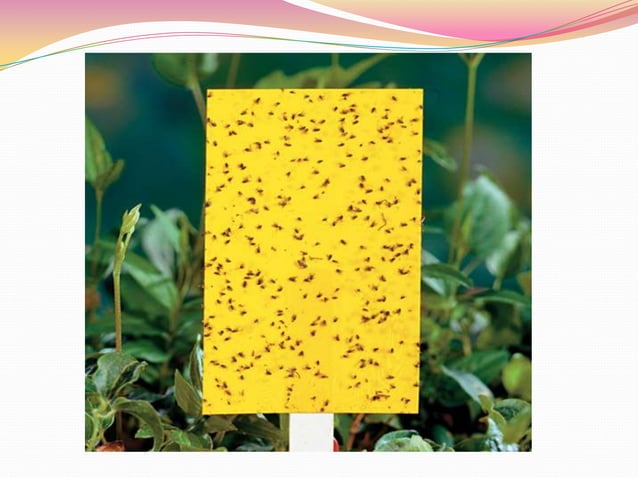 Population Estimation Methods of Insects by M.Salman | PPTX ...