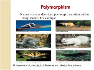 Population genetic ppt | PPT