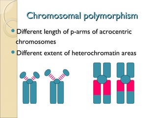 Population genetic ppt | PPT