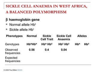 Populationgenetics | PPT | Blood Disorders | Diseases and Conditions
